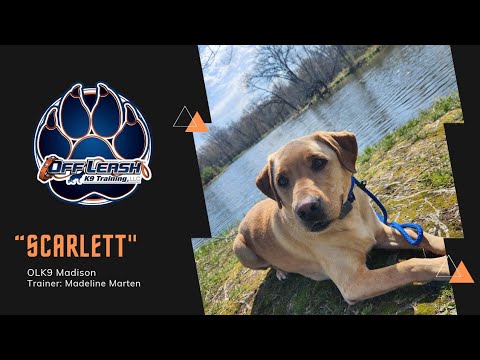 3 YO Lab "Scarlett" | Owner Testimonial | E-Collar Training - YouTube