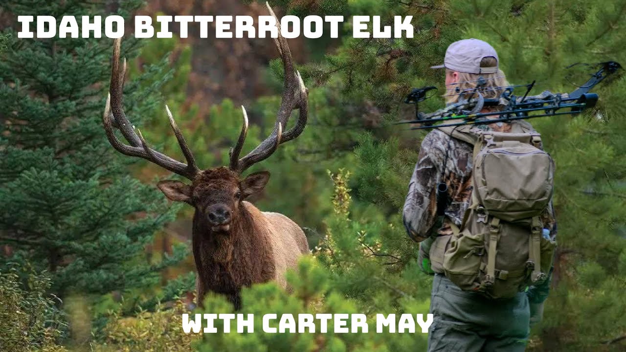 Idaho Public land Archery Elk | with Carter May | episode 1 - YouTube