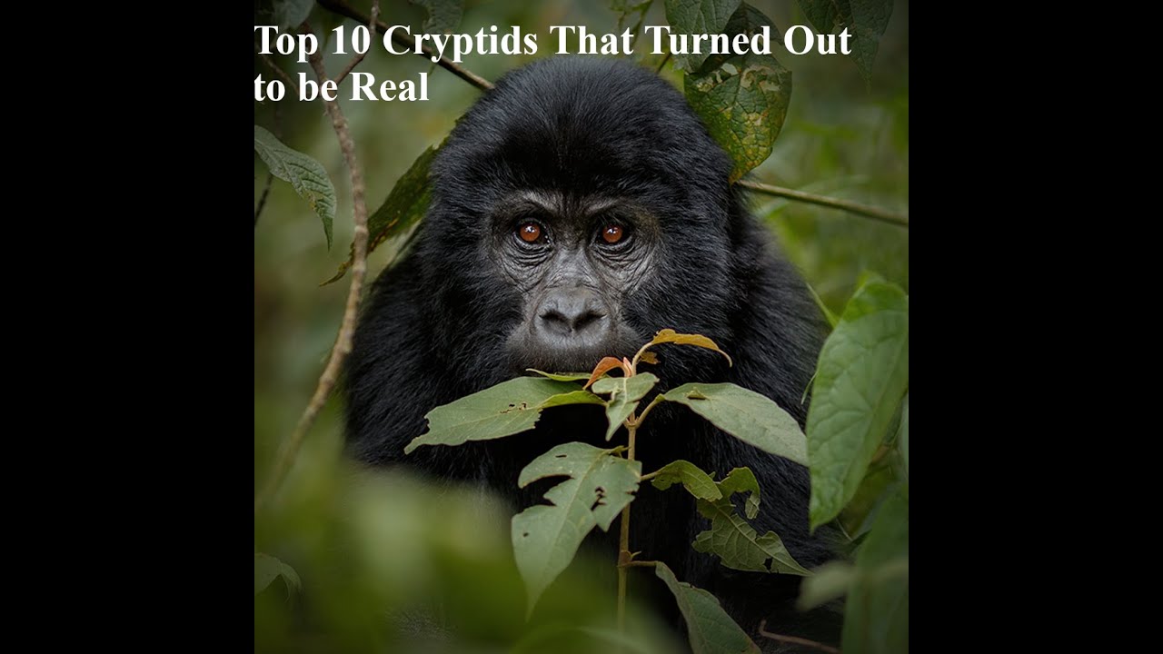 Top 10 Cryptids That Turned Out to be Real - YouTube