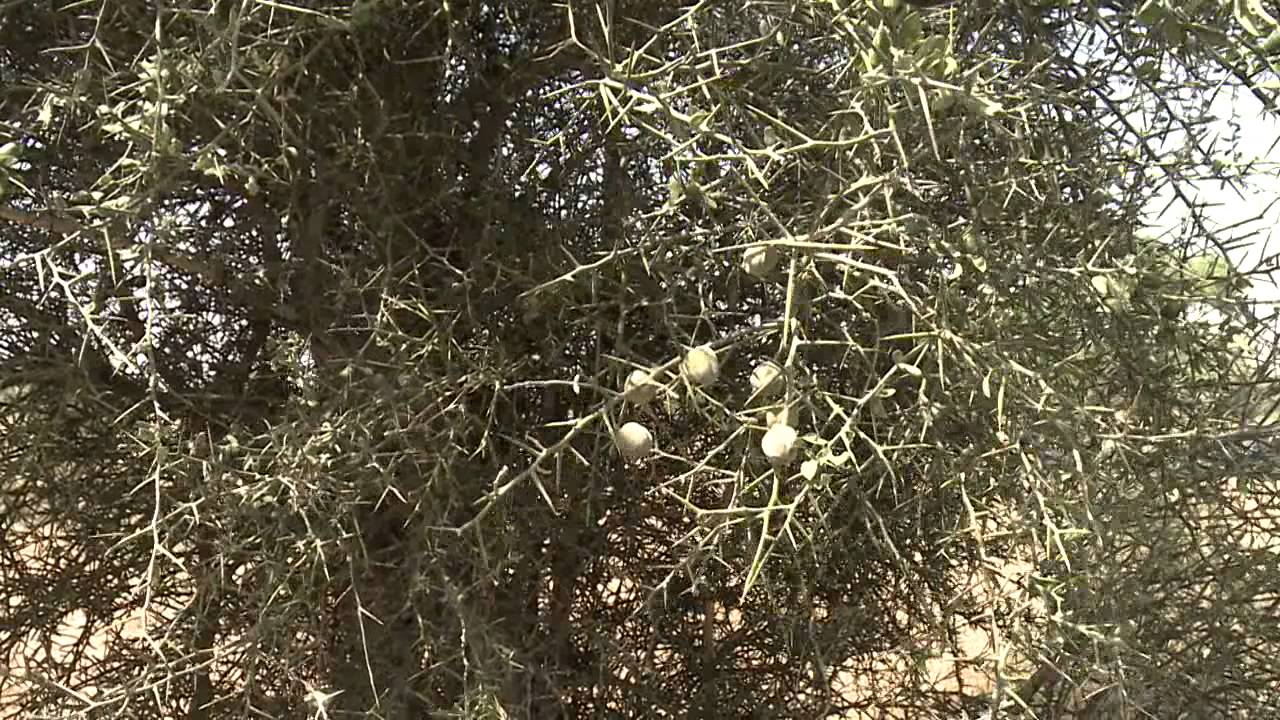 Les Theses de doctorat sur le Dattier du désert (Balanites aegyptiaca ...