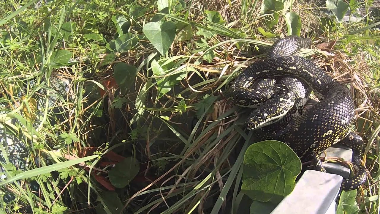Australian Snake Python - GoPro - YouTube