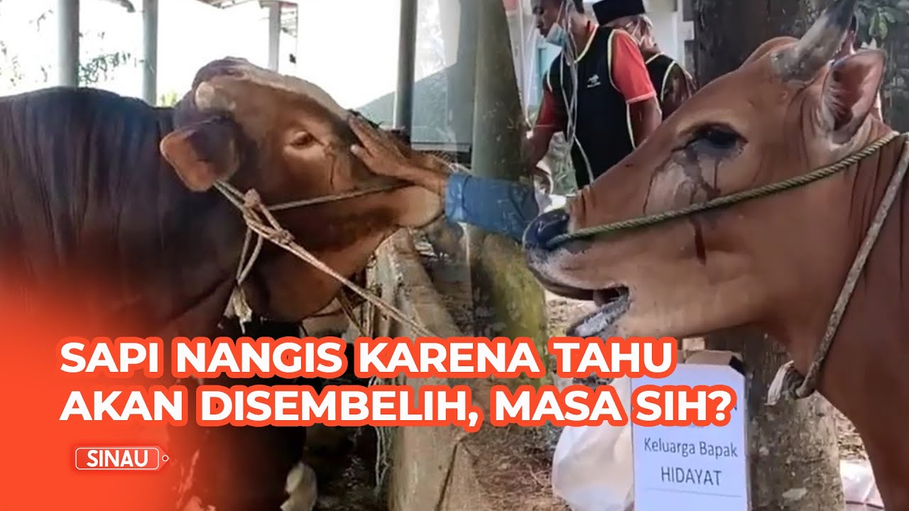 Ternyata Ini Penyebab Sapi Menangis Saat Tahu Akan Disembelih - YouTube