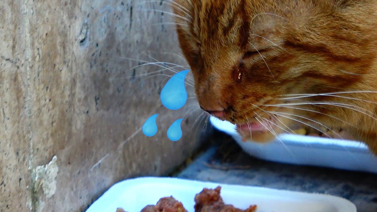 Does the Stray Cat Cry For Food? (Cute Cats) - YouTube