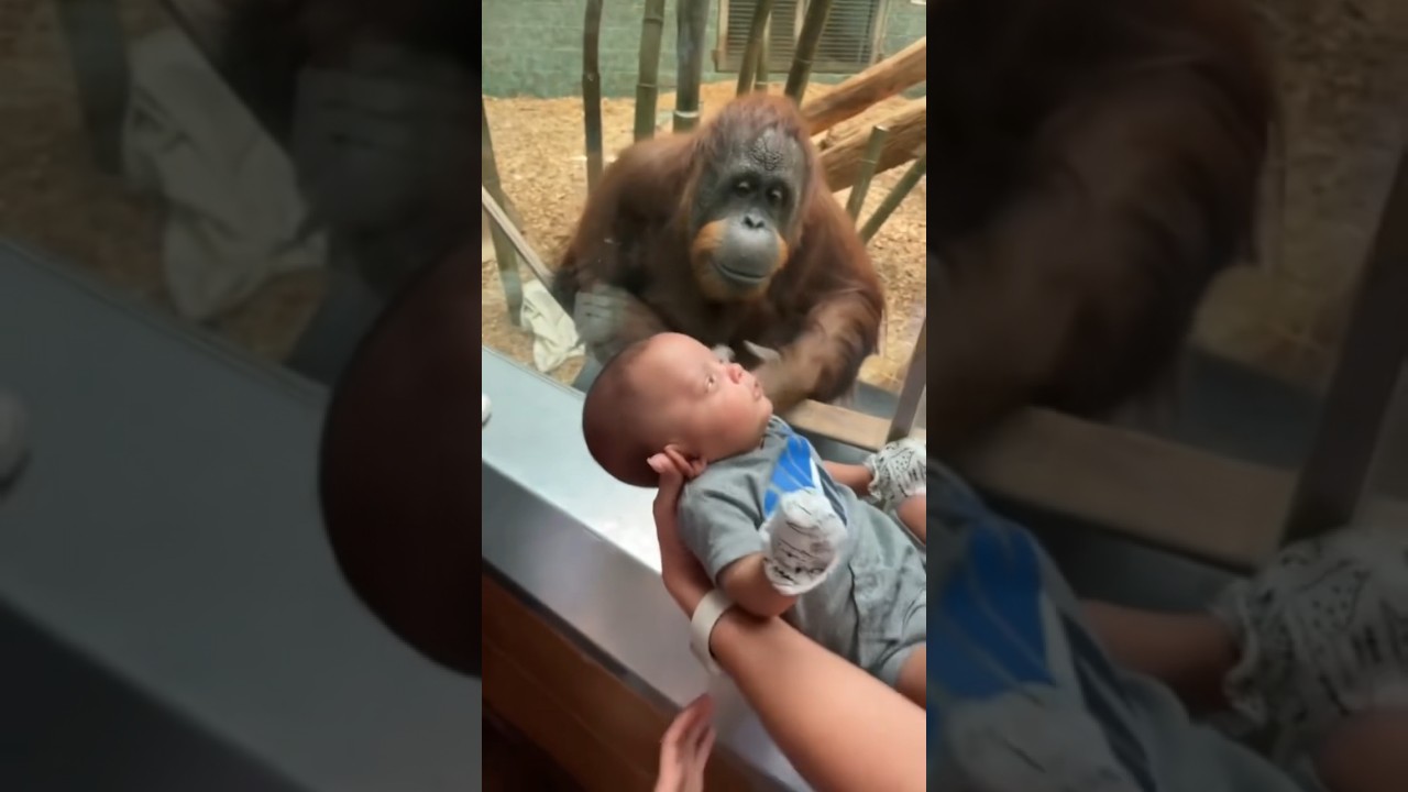 Very smart monkey (epic moment) #funny #monkey - YouTube