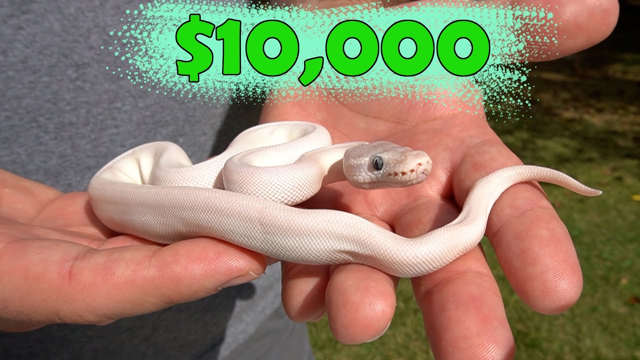 $10,000 In Snake Deliveries - New Project Announcement! - YouTube
