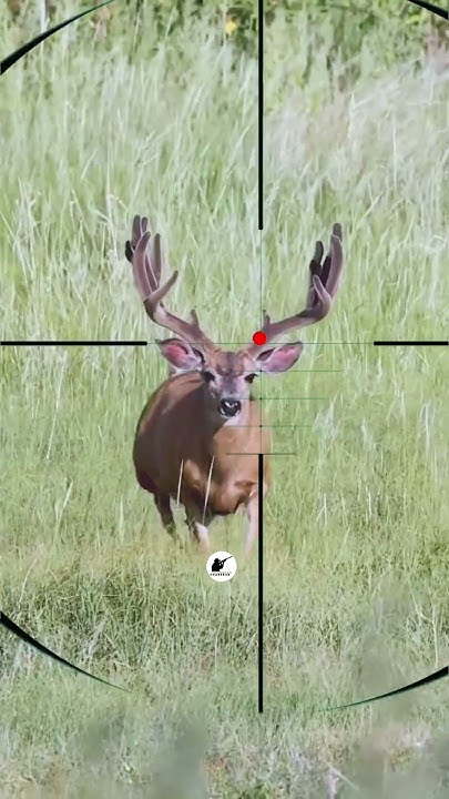 Mule Deer hunting | Caccia al cervo mulo - YouTube