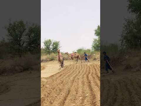 Camels at Work: Cultivating the Desert Soil #shorts