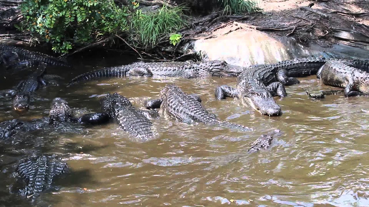 Gator Feeding Frenzy at the St. Augustine Alligator Farm, Florida - YouTube