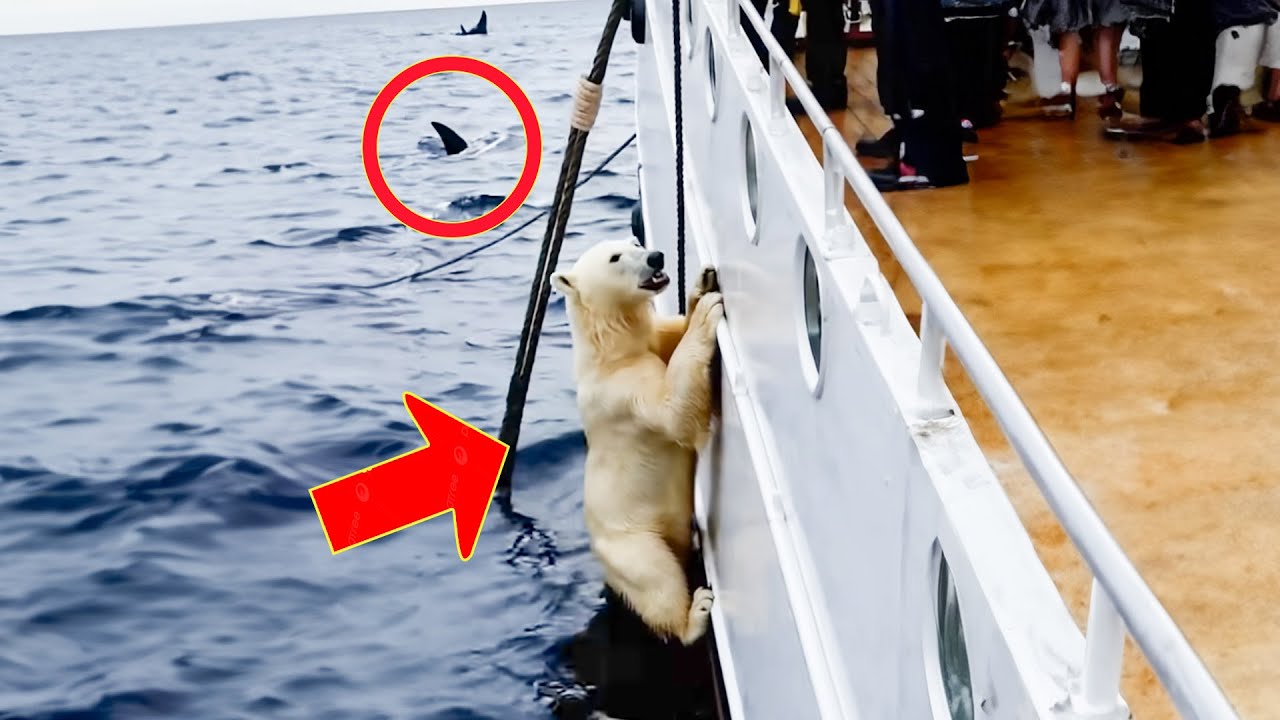 Attacked by sharks, a polar bear climbed onto a ship to beg for help ...