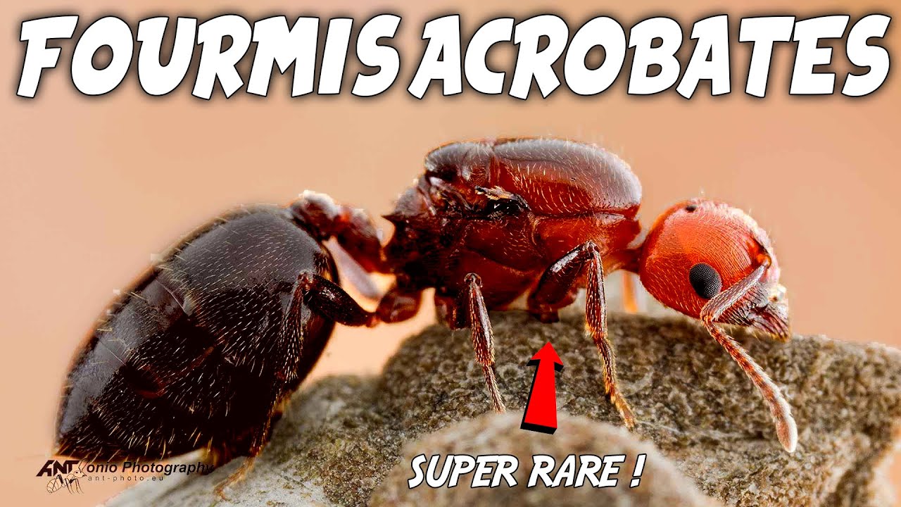Une Fourmi ROUGE ?! (ma nouvelle espèce) - YouTube
