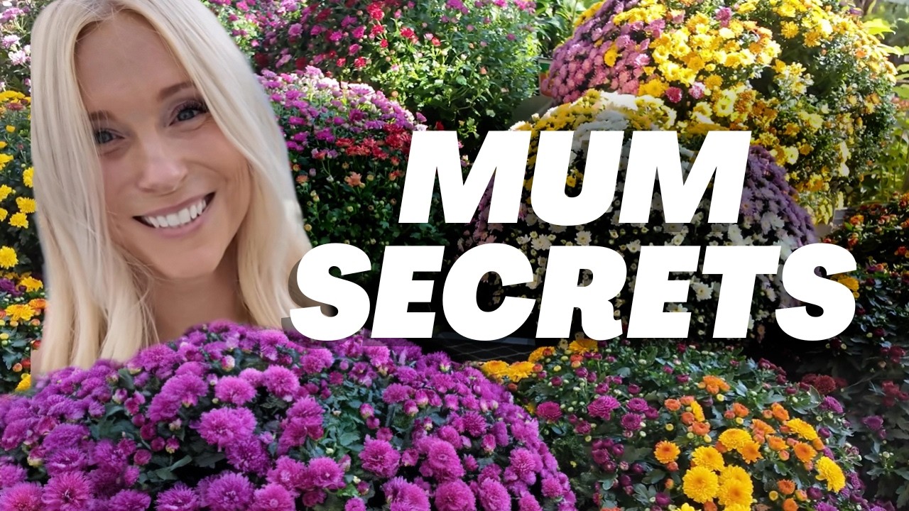 Mum Secrets NOBODY is telling you! Perennial or Annual mums? Pinching ...