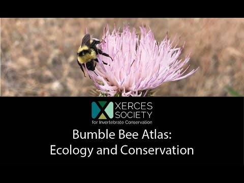 Bumble Bee Atlas: Ecology and Conservation - YouTube