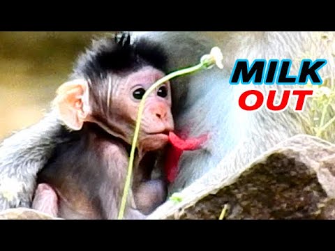 MILK OUT ... GET MILK FULL !! JANE 'S JODY BOY GROW FAST & STRONG BY MILK MOMMY A LOT PROTEIN