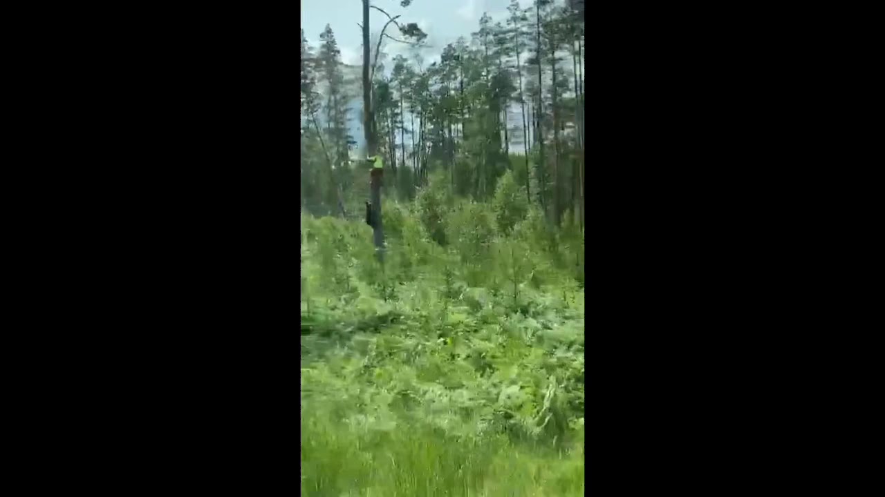 Bear chases man up a tree - YouTube