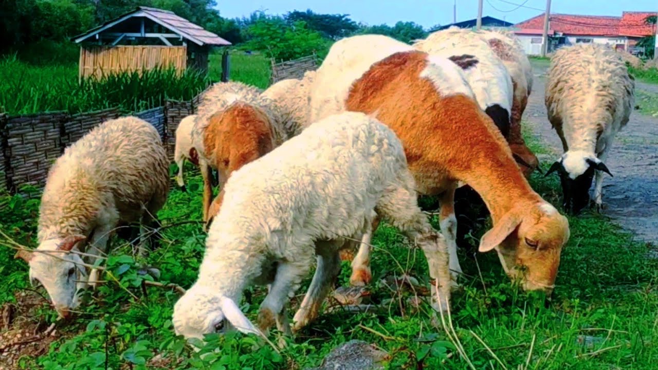 ANGON KAMBING ASYIK - KAMBING MAKAN RUMPUT BERSAMA - KAMBING SAYA - YouTube