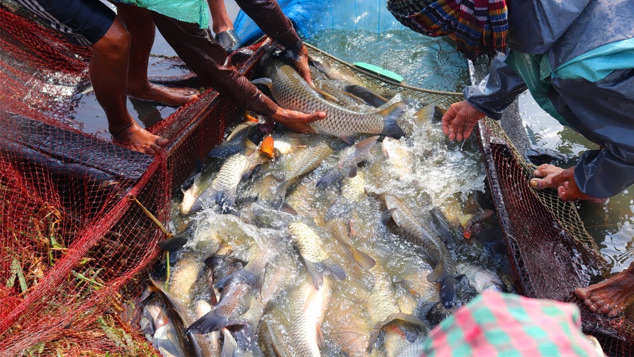Amazing Net Fishing | People Catching large Big Fish With Net - YouTube