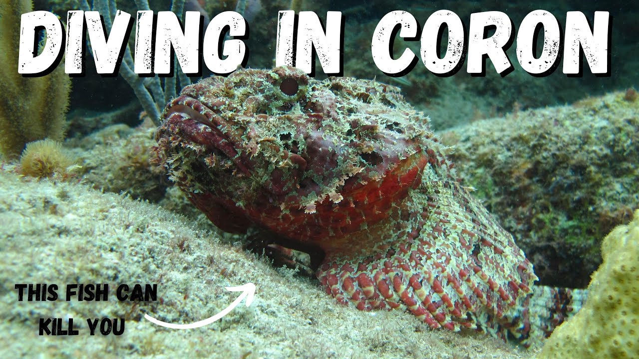 Diving with DANGEROUS FISH In Coron, Philippines 🇵🇭 - YouTube