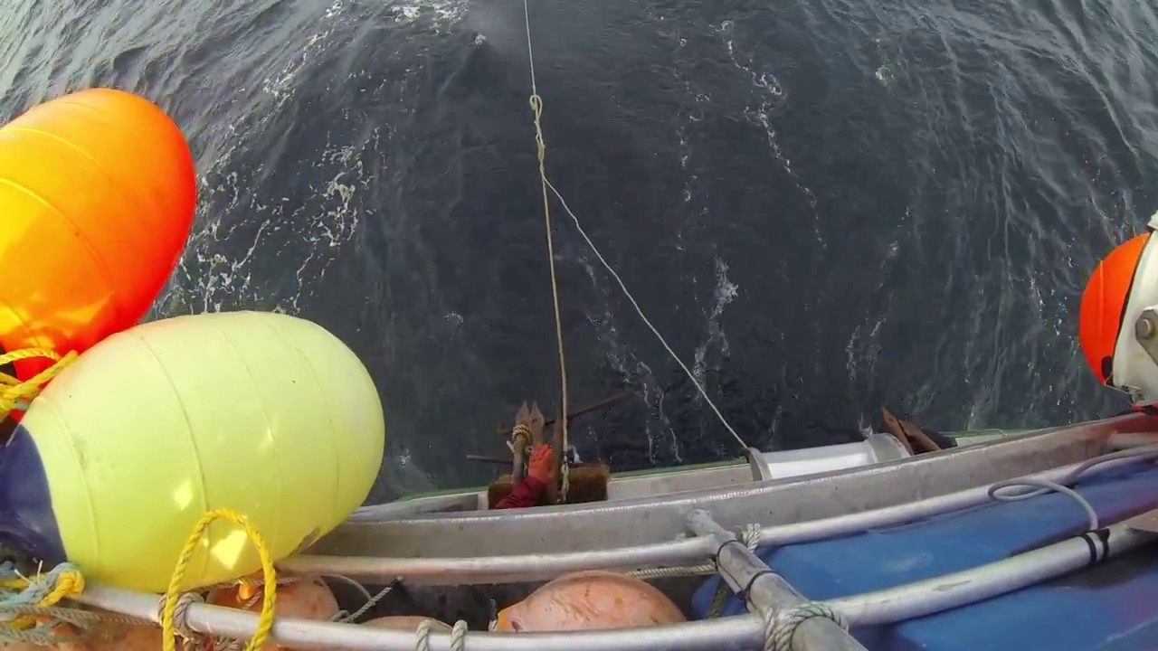 Black cod long lining 2013 - YouTube