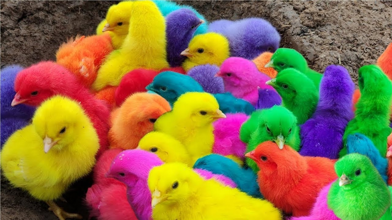 COLOUR CHICKS | colour chicken babys | Hens Chicks playing game ...
