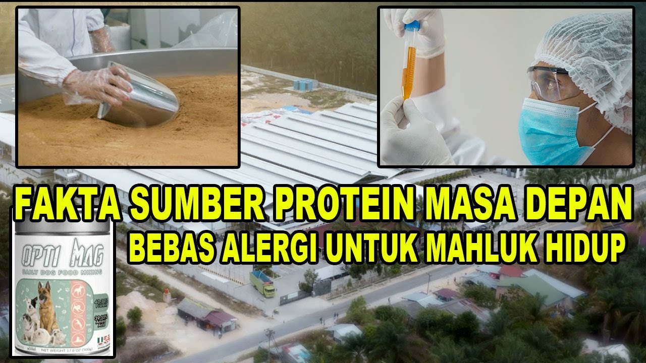 FAKTA DARI SUMBER PROTEIN MASA DEPAN - BEBAS ALERGI - OPTIMAG - YouTube