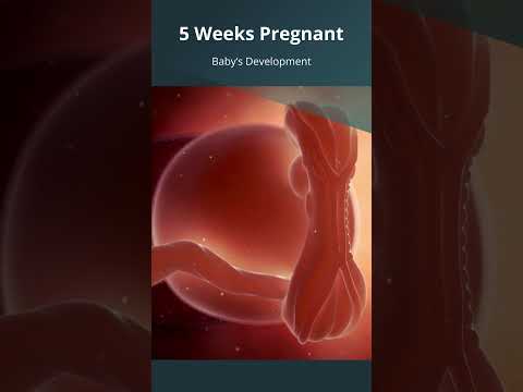 5 Weeks #Pregnant | What to Expect with Baby's Growth & Development | #FirstTrimester | #Embryo