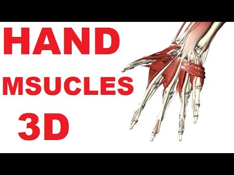 Muscles of the Hand - Hand Anatomy (Lateral Volar Muscles) 1/3 - YouTube