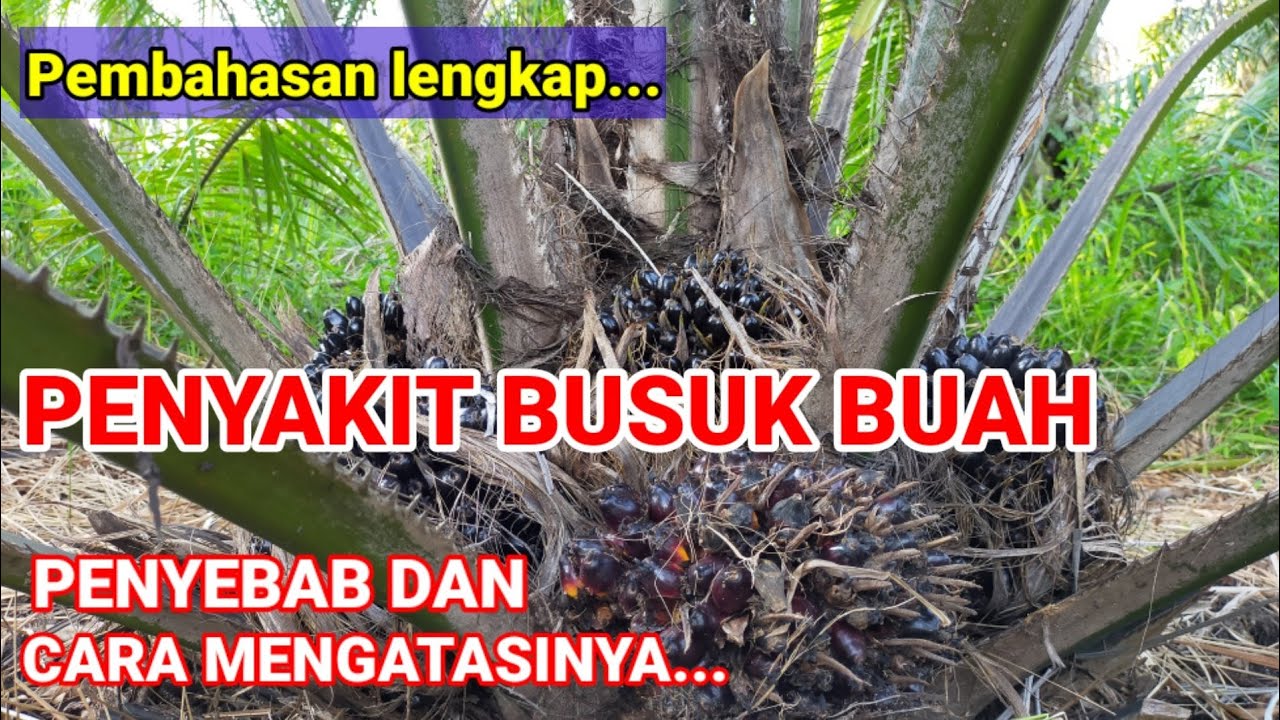 CARA MENGATASI BUSUK BUAH SAWIT - YouTube