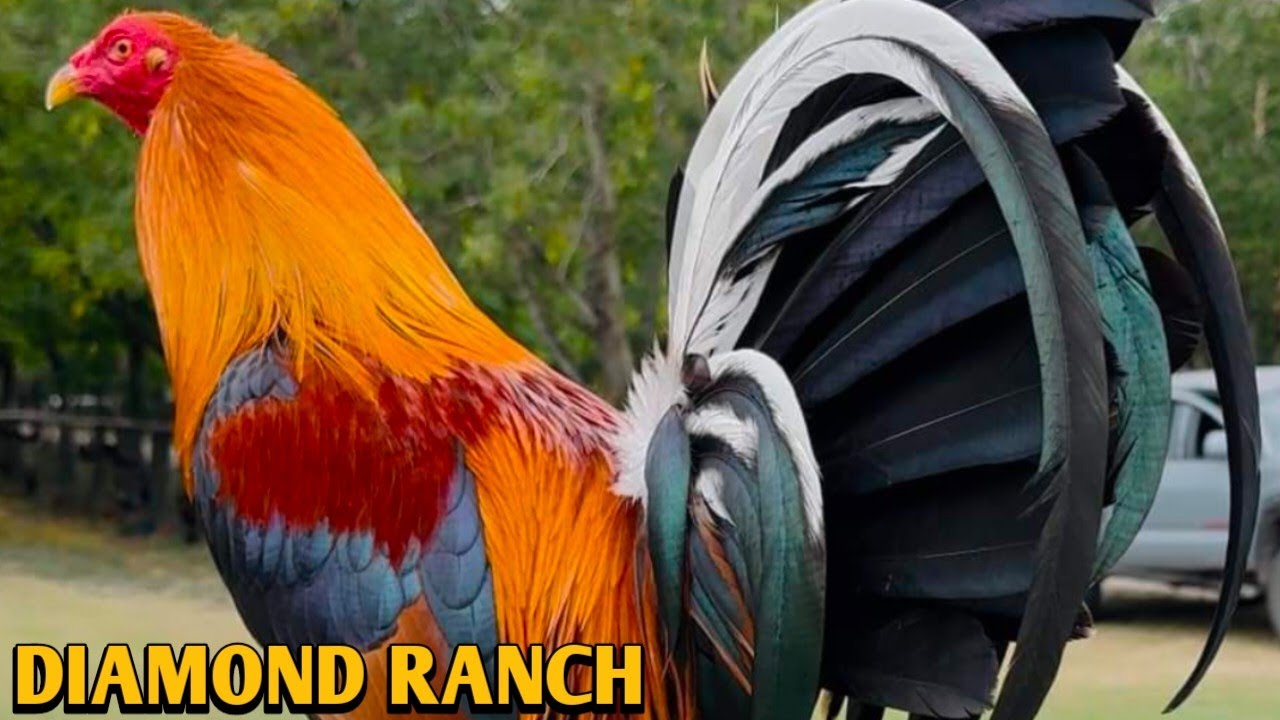 Sweater Hatch Blueface - DIAMOND RANCH - YouTube