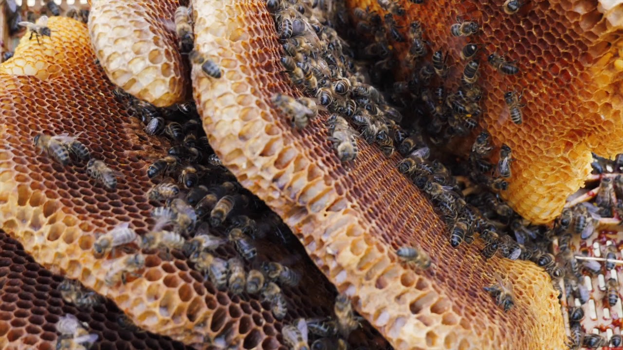 Multiplier Ses Essaims d'abeilles - Comment créer des essaims ...