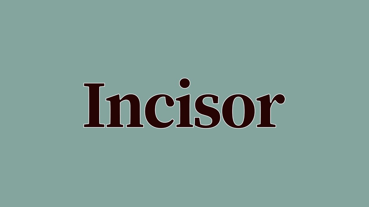 Incisor Meaning and Definition - YouTube
