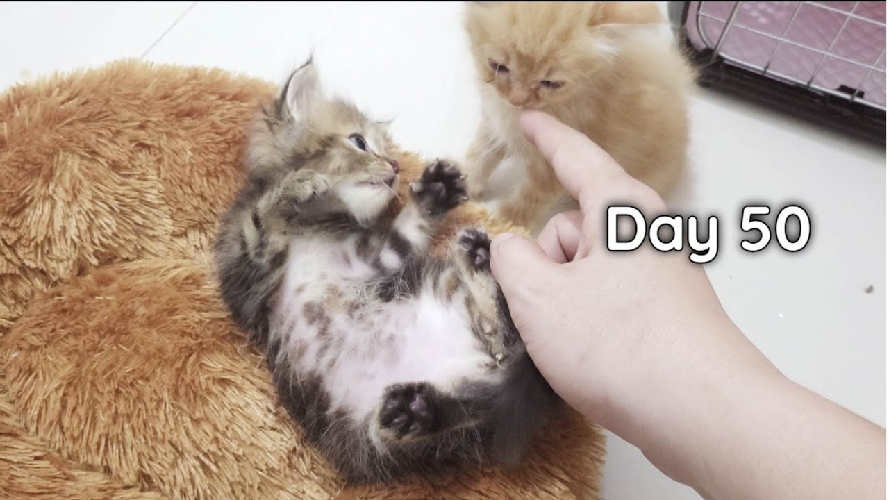Play With Me Hooman - Baby Kitten Growing Up Day 50 - YouTube
