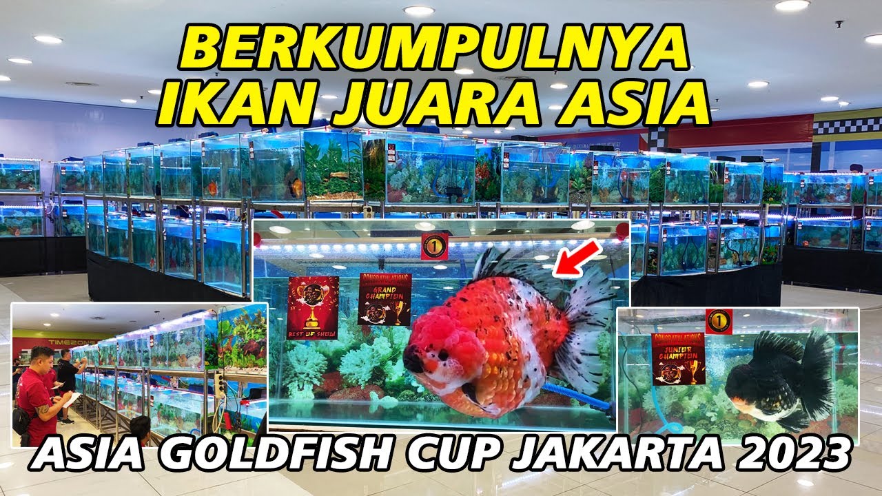 Berkumpulnya Ikan Juara ‼ Asia Goldfish Cup Jakarta 2023 Berkelas ...