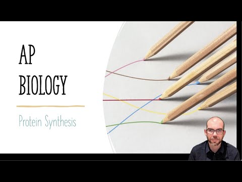 Protein Synthesis - AP Biology - YouTube
