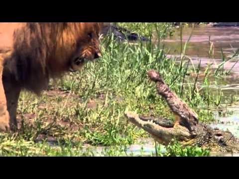 El poder del rugido de un león frente a cocodrilos - YouTube