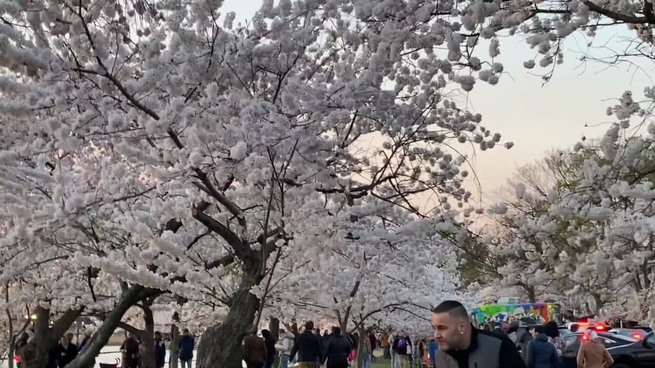 2024 Cherry Blossoms Sunset,Washington DC. - YouTube