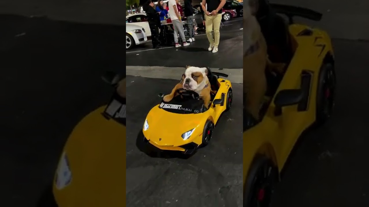 Dog driving the Lamborghini Aventador SV Roadster 🔥🫡💯 #lamborghini #dog ...