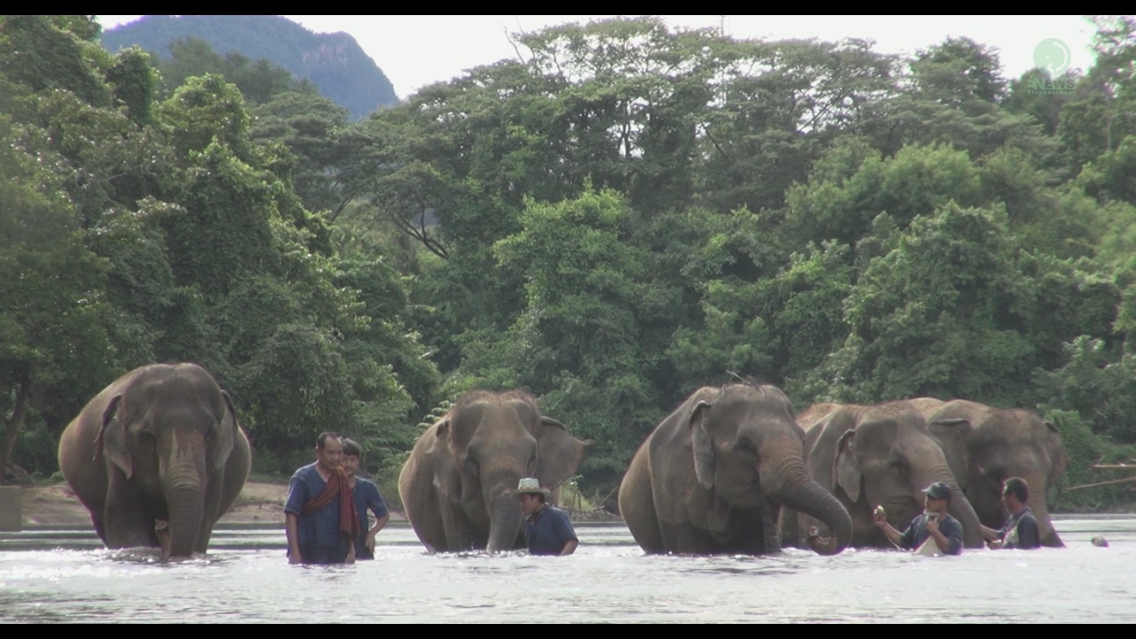Elephant Haven, Kanchnaburi Thailand trailer - YouTube