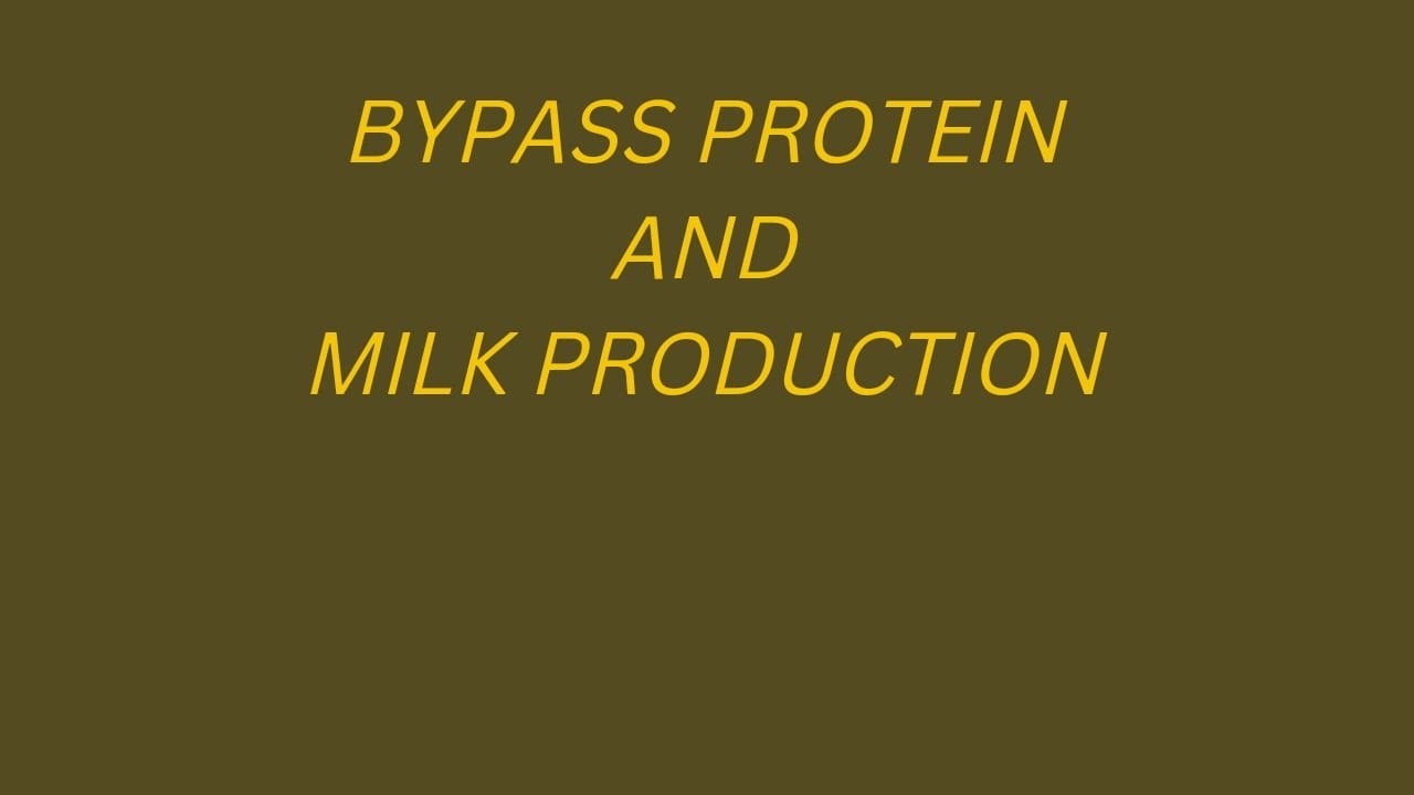 BYPASS PROTEIN AND MILK PRODUCTION - YouTube