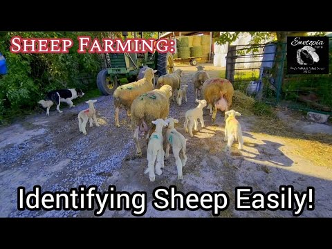 Sheep Farming: Identifying Sheep Easily! - YouTube