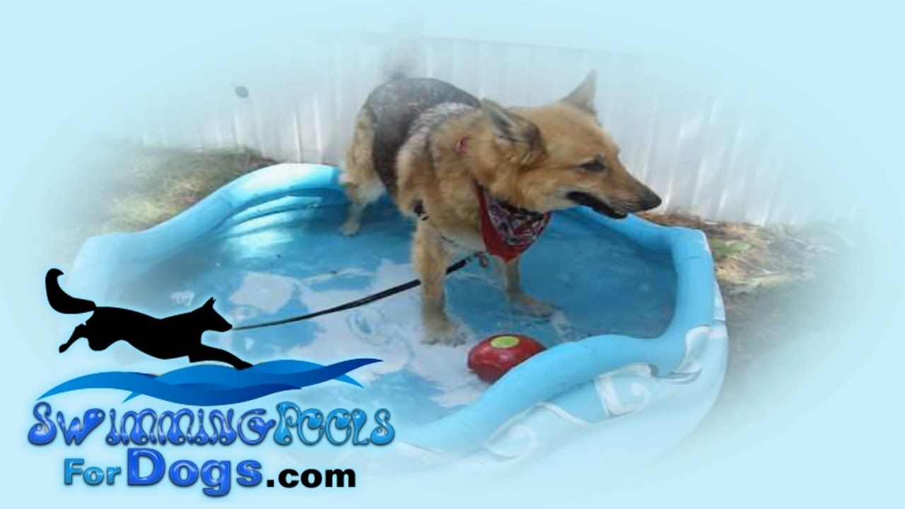 SwimmingPoolsForDogs.com: Portable Poly Plastic Dog Swimming Pools ...