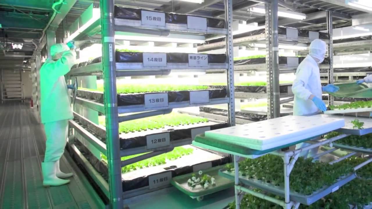 Vegetable Factory by the Vertical Farming. Green Green Earth - YouTube