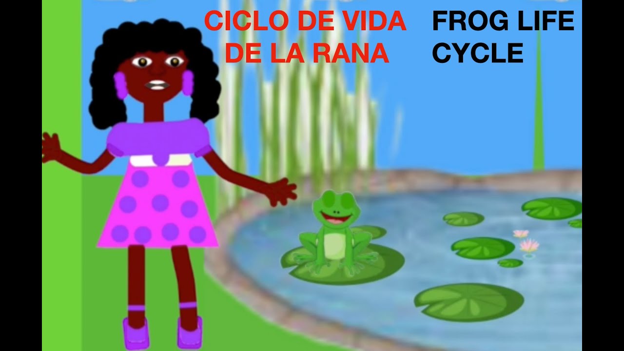 Learn FROG LIFE CYCLE. Aprende EL CICLO DE VIDA DE LA RANA - YouTube