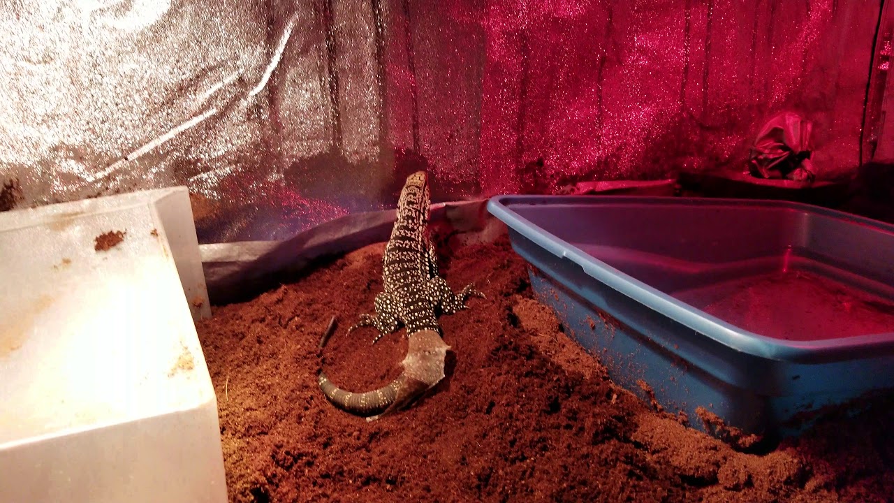 Wild bred black and white tegu enclosure and feeding time. - YouTube