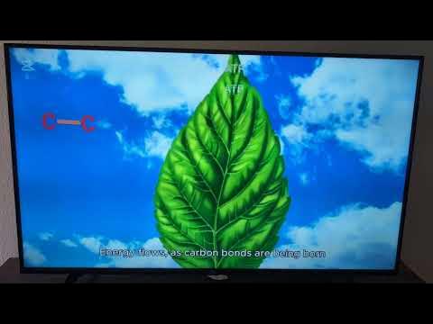 Photosynthesis song!!! (Thick of it) - YouTube