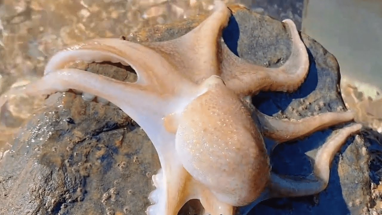 Weather Is Getting Warmer, And The Octopuses Are All Drilling Out From ...