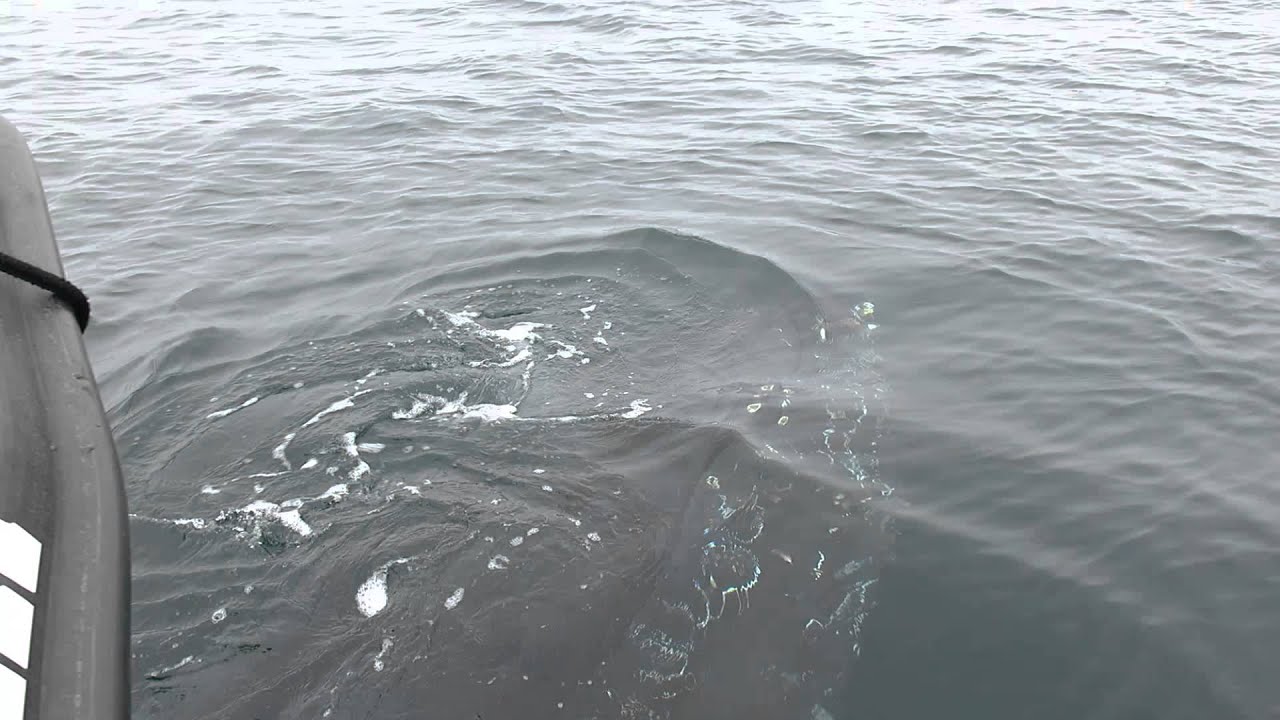 Incredible Friendly Whale Visits the Fast Raft - YouTube