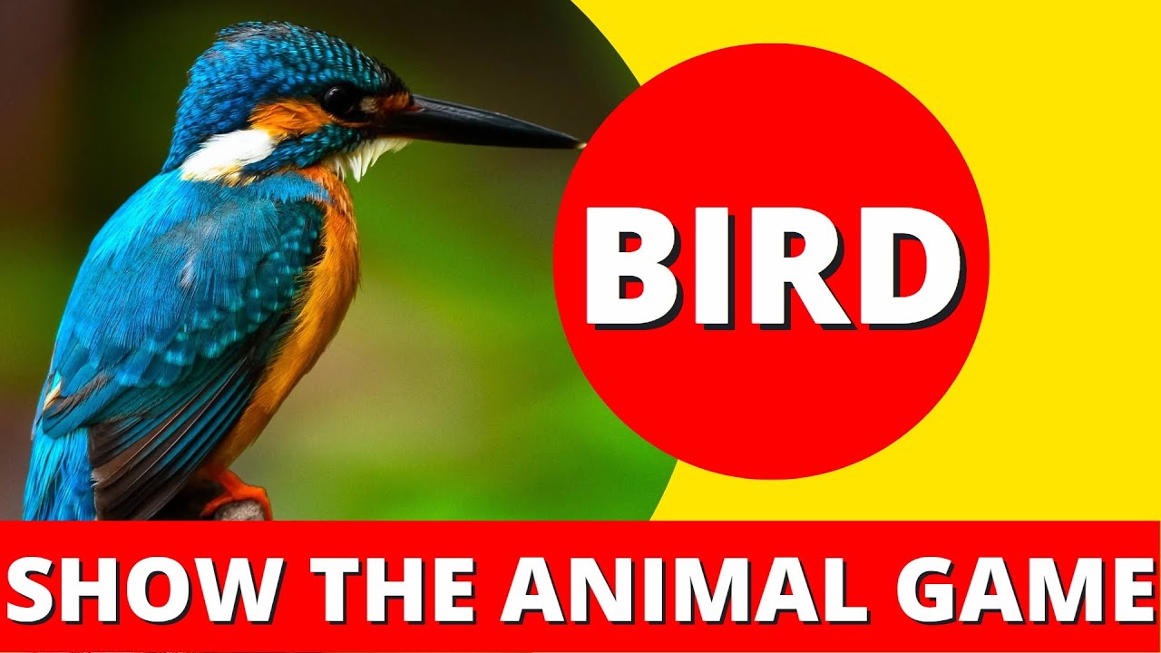 Show me The BIRD Game for Kids | Where is The Bird? - YouTube