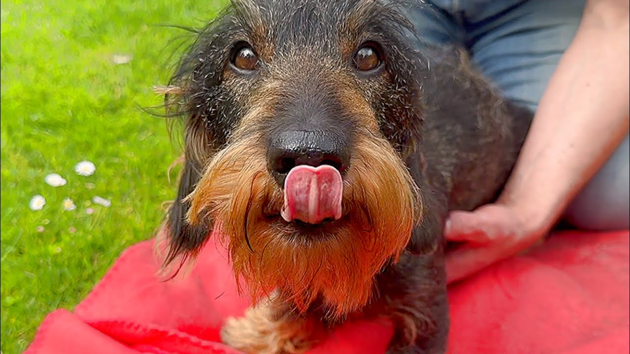 Dachshund Teddy Checks Into the Garden Spa 😂 - YouTube