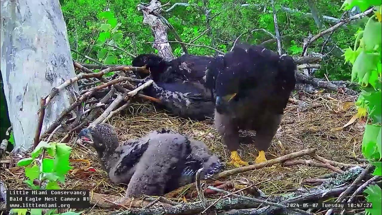 🦅Little Miami🐥🐥🐥 Lil LM7 is becoming a big LM7!💕 Checking in on the Eaglet trio! May 7 2024 ...
