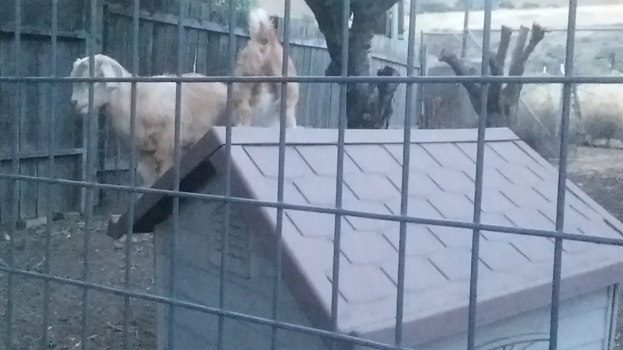 Goat battle royal (baby goats😍) - YouTube